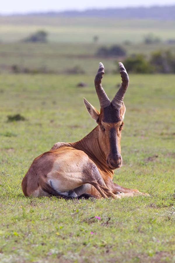 Red Hartebeest stock photo. Image of travel, eastern - 16661564