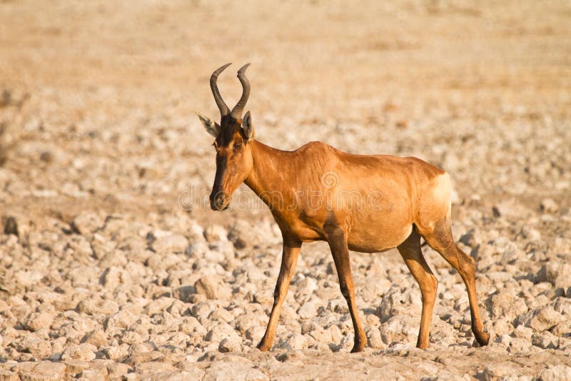 Red Hartebeest - Namibia stock photo. Image of tourism - 13938208