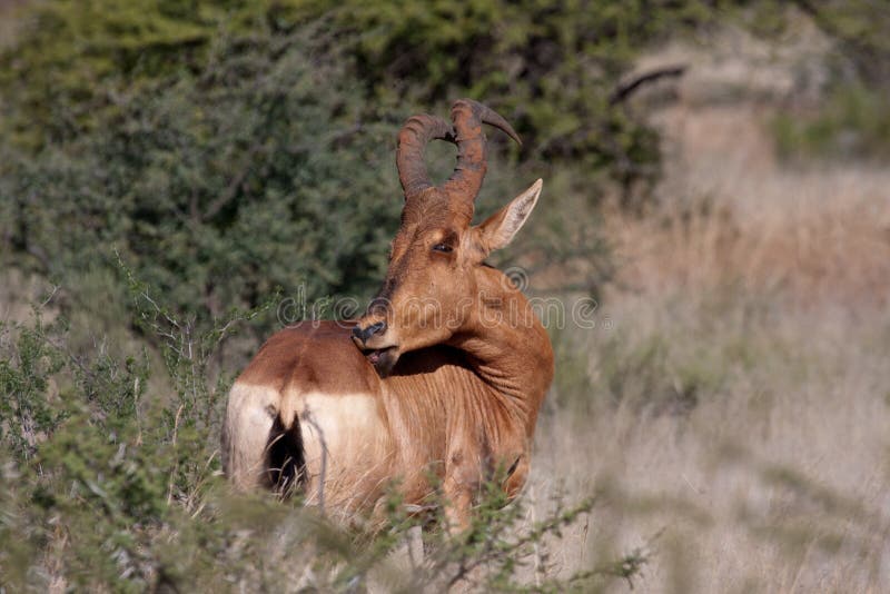 Red Hartebeest stock photo. Image of travel, outdoor - 21409606