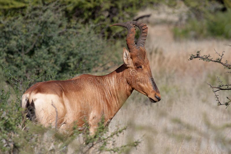 Hartbees Stock Photos - Free & Royalty-Free Stock Photos from Dreamstime