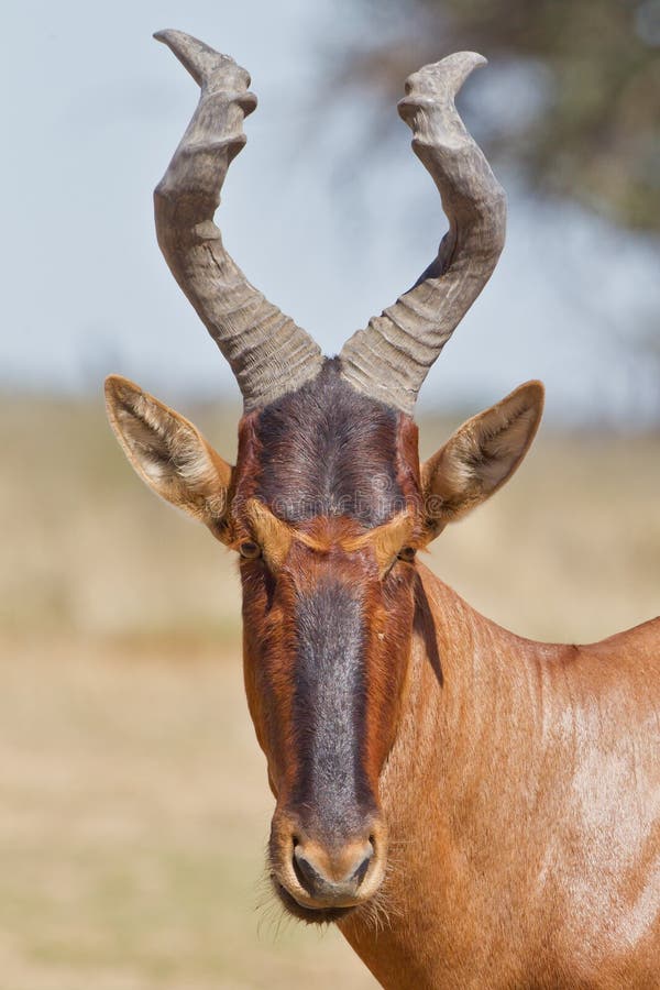 Red Hartebeest stock image. Image of african, caama, africa - 13891997