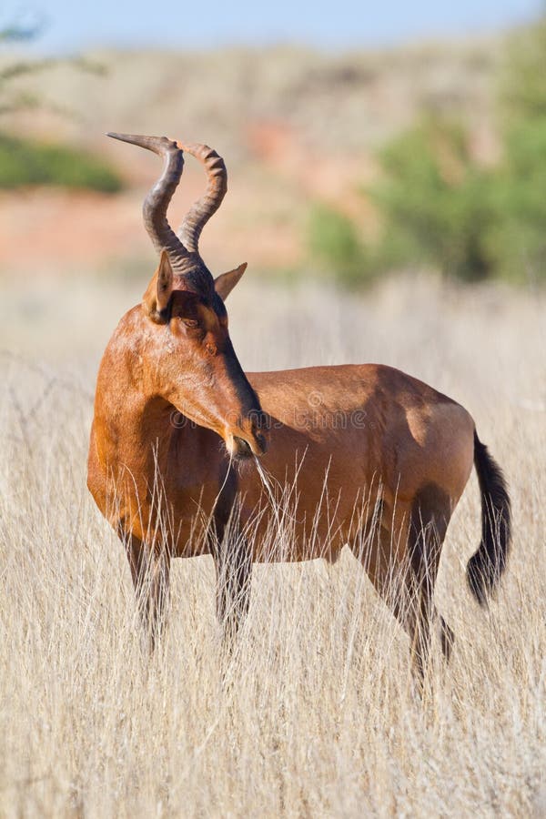 Red Hartebeest stock photo. Image of south, africa, heart - 22698674