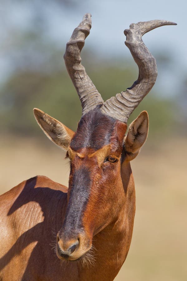 Red Hartebeest stock image. Image of african, caama, africa - 13891997