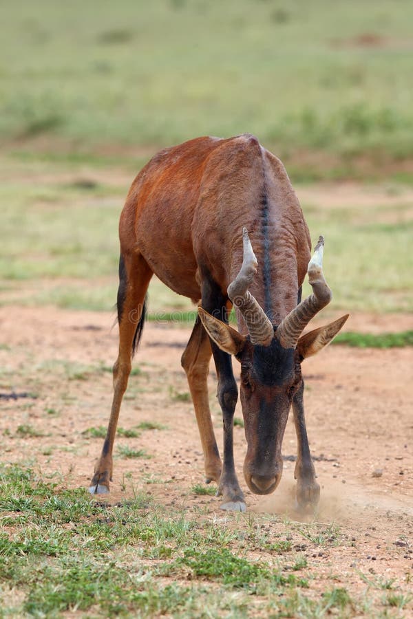 The red hartebeest stock photo. Image of front, safari - 95262024