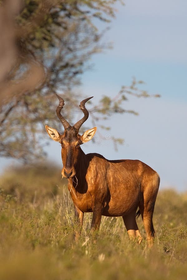 Red Hartebeest stock photo. Image of camera, kalahari - 44483962