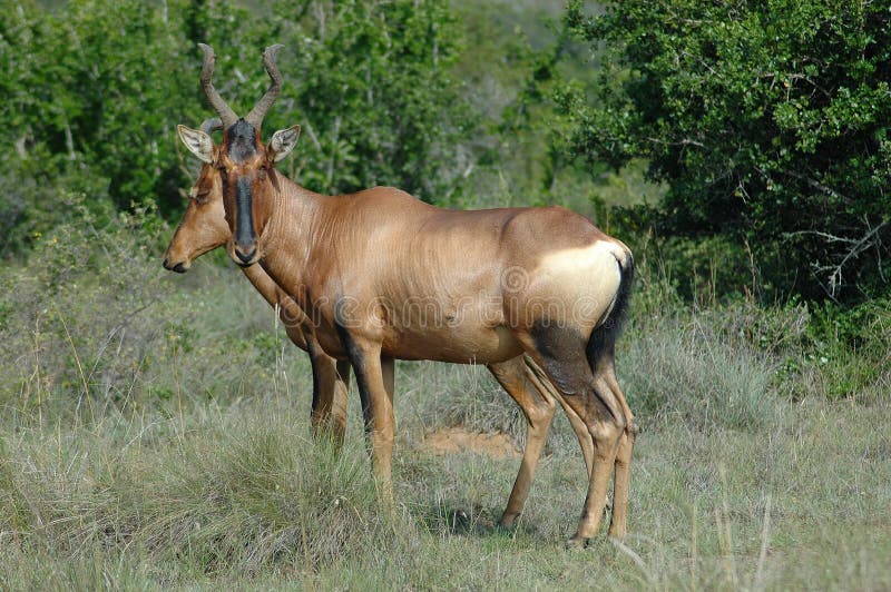 Red Hartebeest Antelope stock photo. Image of profile - 1134006