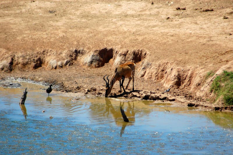 Antelope stock photo. Image of bush, background, african - 1133576