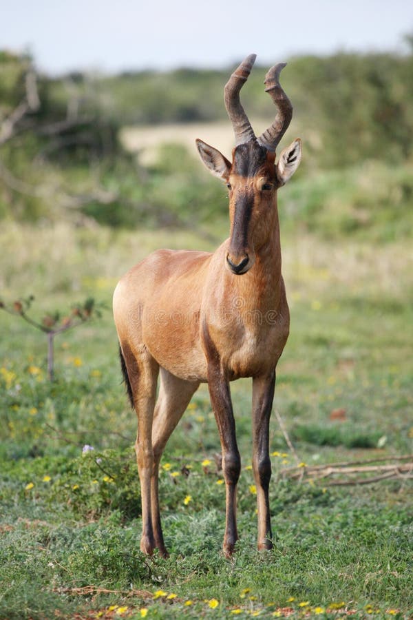 Blesbok antelope stock image. Image of bontebok, phillipsi - 11998831