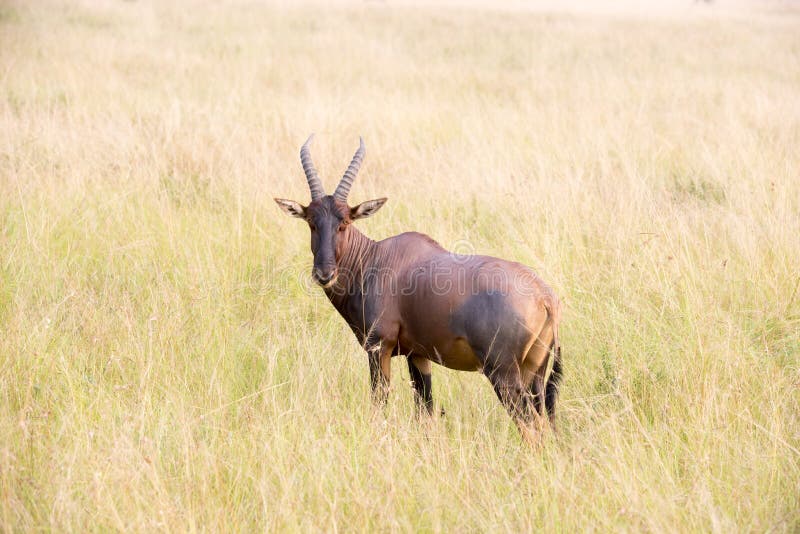 African Antelope - Bushbuck, Uganda, Africa Stock Image - Image of ...