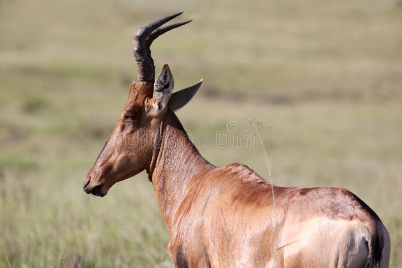 Red Hartebeest Antelope with Large Horns Stock Photo - Image of ...