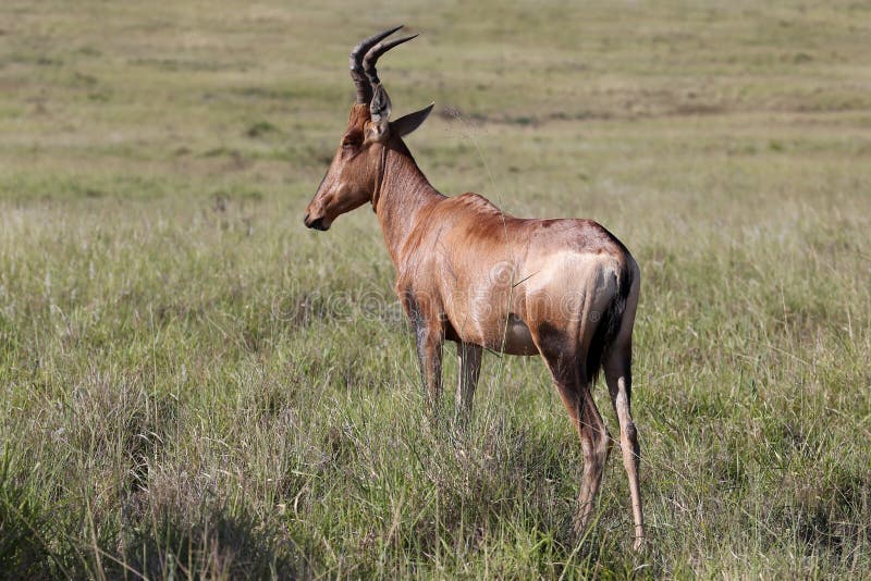 Red Hartebeest antelope stock image. Image of park, national - 38956361