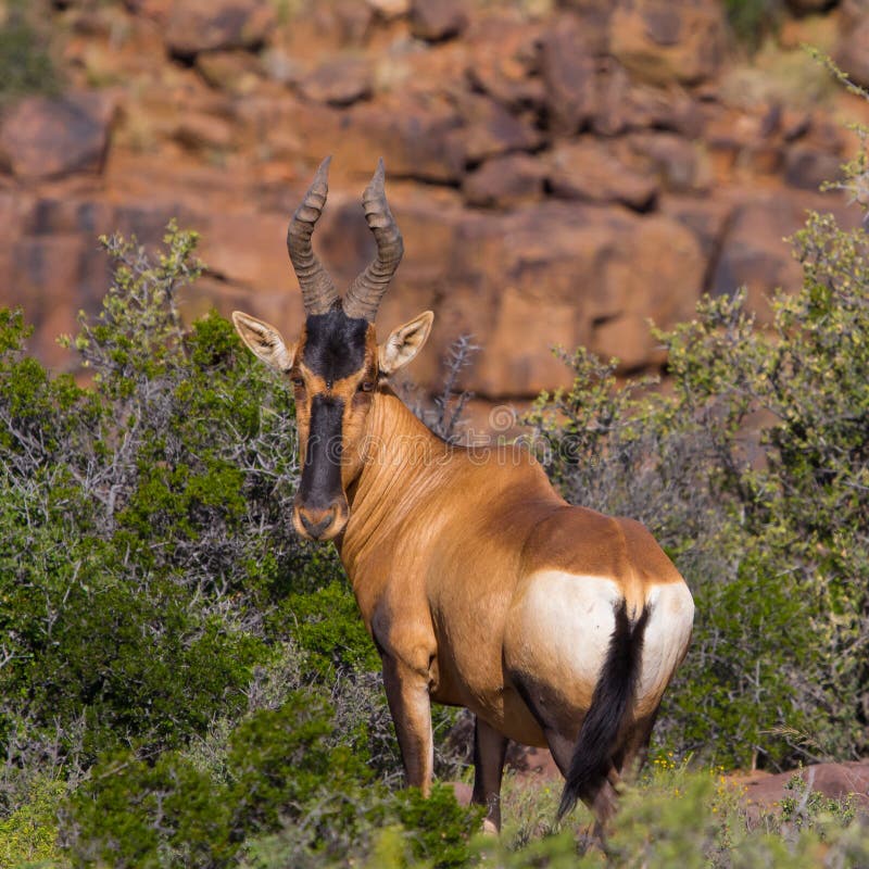 Red Hartebeest standing stock photo. Image of alcelaphus - 112335042