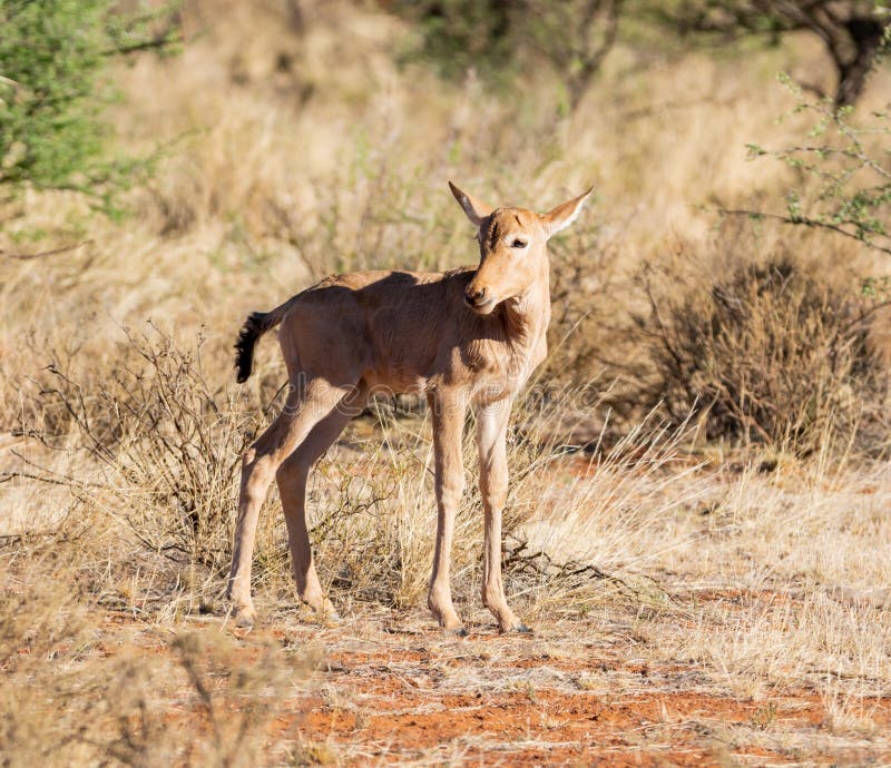 Red Hartebeest Calf stock photo. Image of bushveldt - 145519702