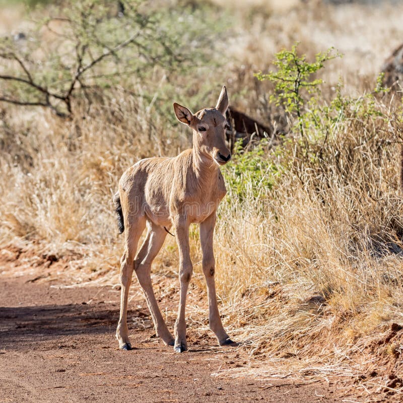 Red Hartebeest Calf stock photo. Image of brown, grasslands - 145519842