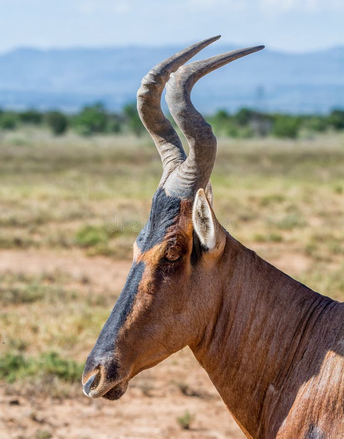 Red Hartebeest Portrait stock photo. Image of black - 107666692