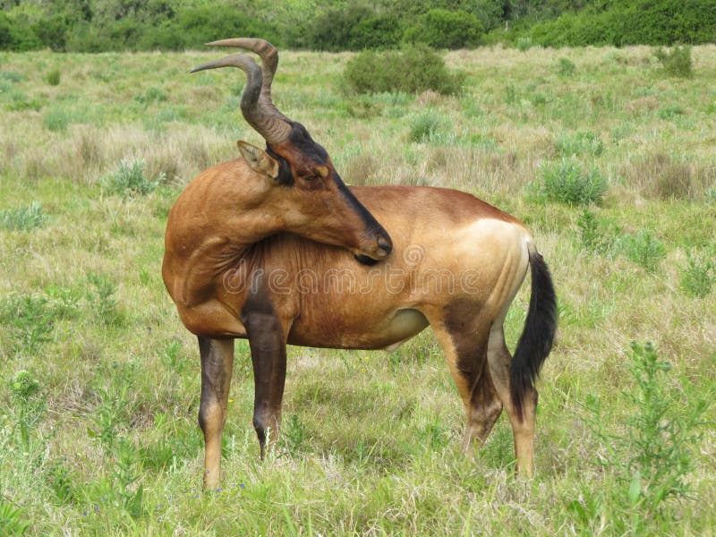 Rooi Hartebees Stock Photos - Free & Royalty-Free Stock Photos from ...