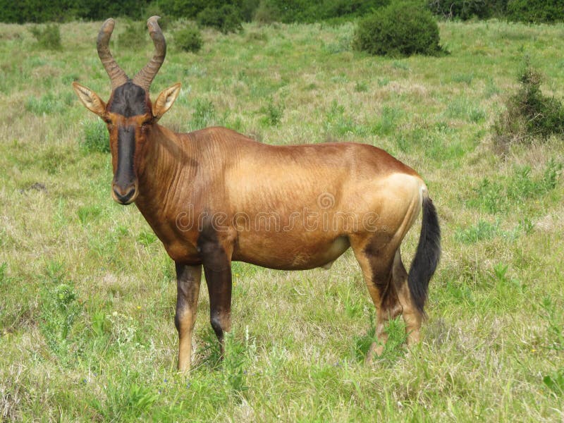 Rooi Hartebees Stock Photos - Free & Royalty-Free Stock Photos from ...