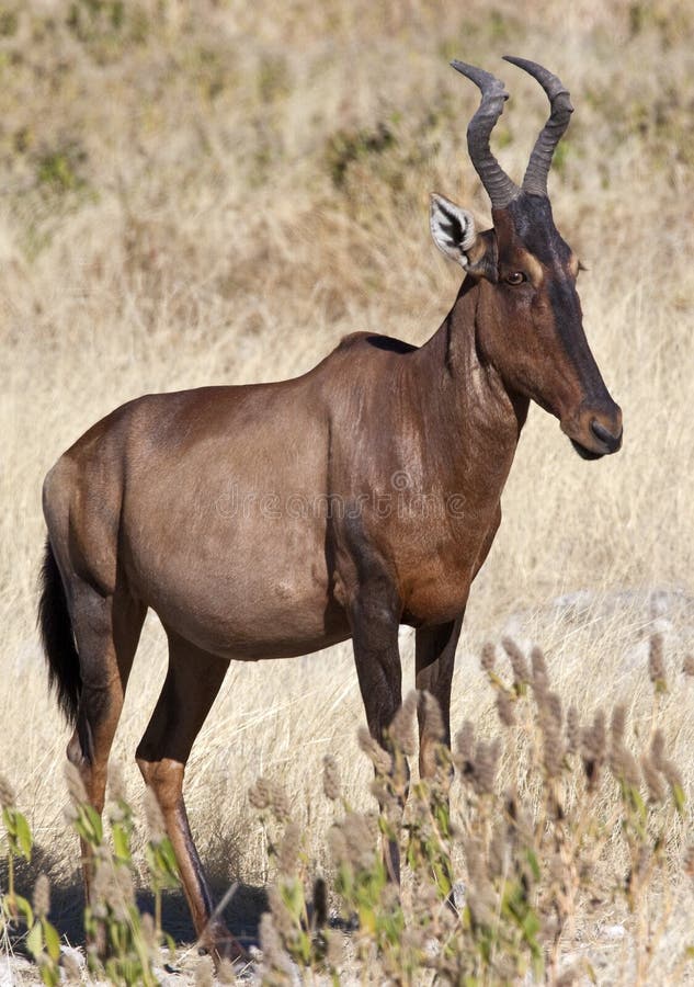 Red Hartebeest in Yellow Grass Stock Photo - Image of safari, namibia ...