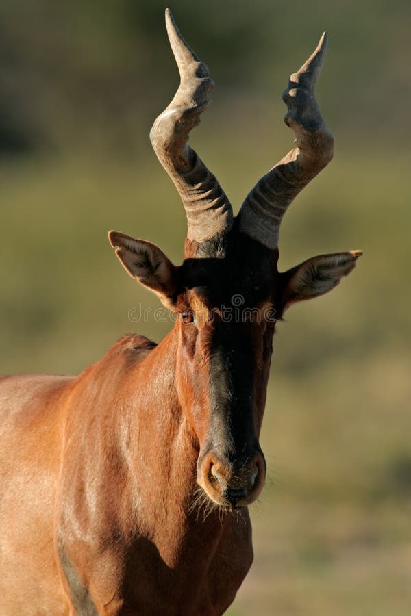 Red hartebeest stock photo. Image of alcelaphus, mammal - 9527416