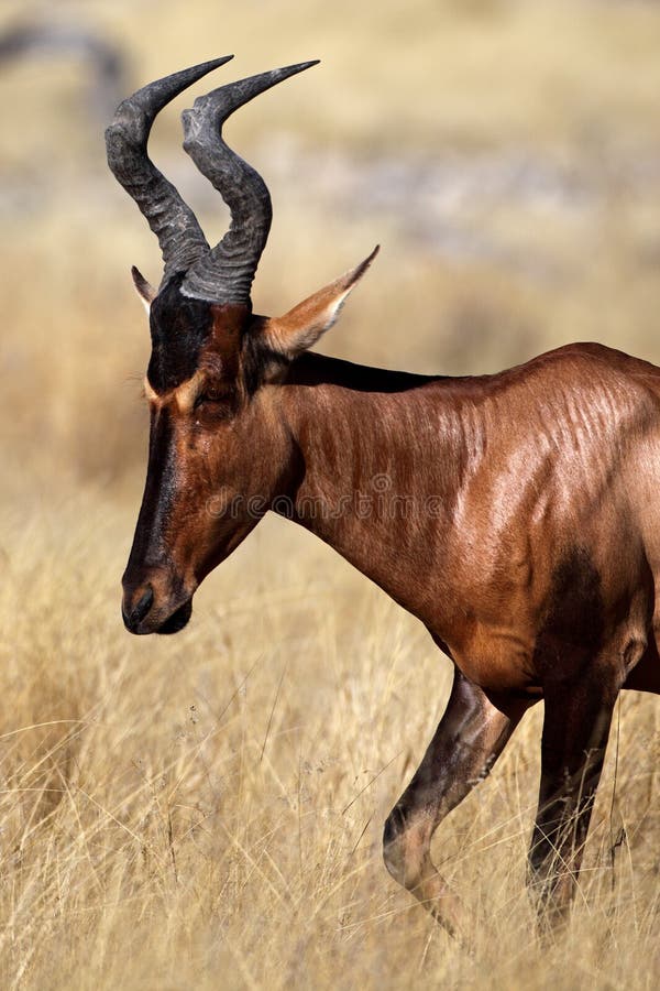 Red Hartebeest In Yellow Grass Stock Photo - Image: 12071098