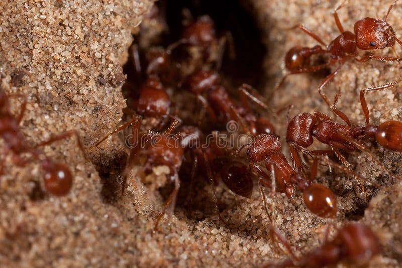 Red Harvester Ant (Pogonomyrmex Barbatus) Stock Image - Image of ...
