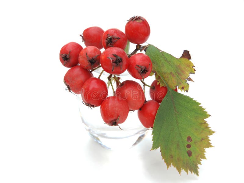 Red haw berries in glass stock photo. Image of leaf, water - 7702140