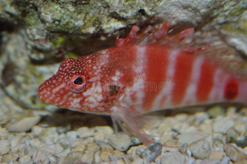 Red Hawaiian hawk fish stock image. Image of aquariums - 66548693
