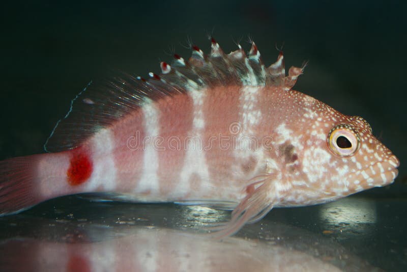 Red Hawaiian Hawkfish stock photo. Image of hawk, hawaii - 66636694
