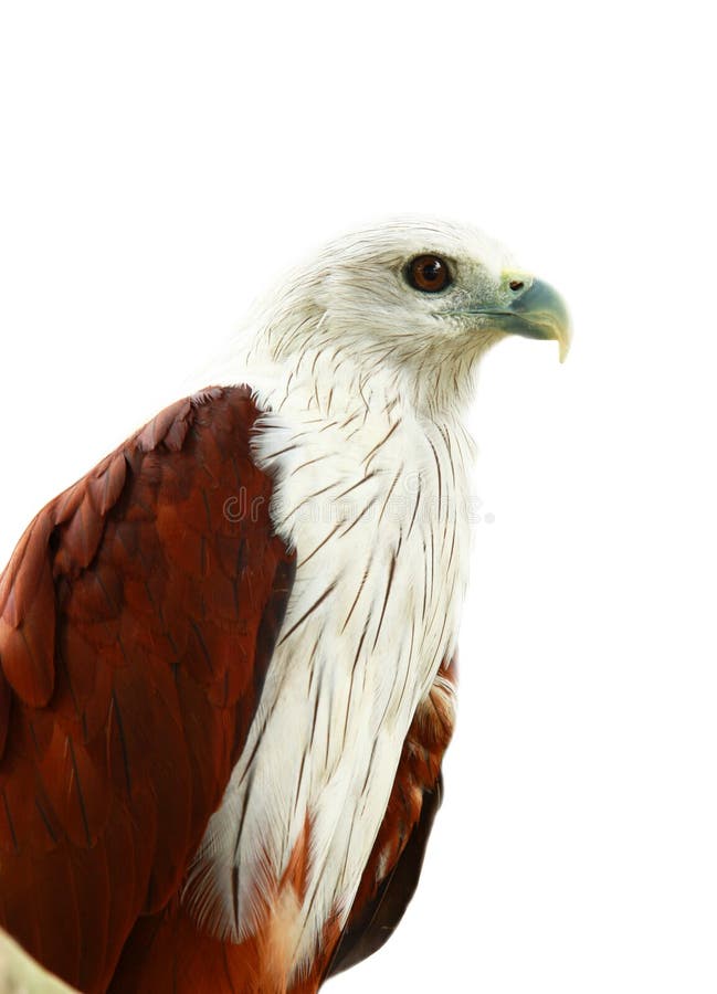 Red hawk. stock photo. Image of predator, nature, clear - 25445508