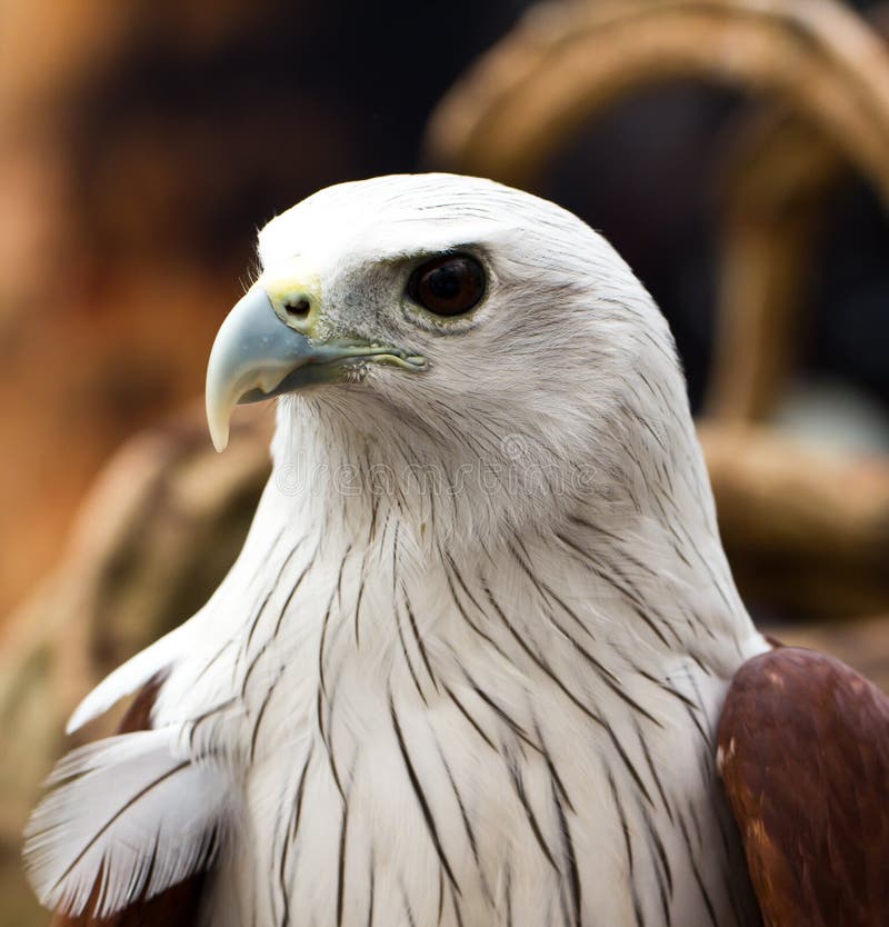Red Hawk stock photo. Image of hawk, wildlife, brown - 27483738