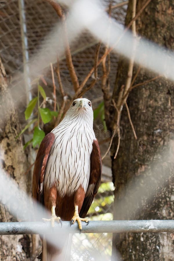 Red hawk in cage stock photo. Image of kite, nature, face - 91039696