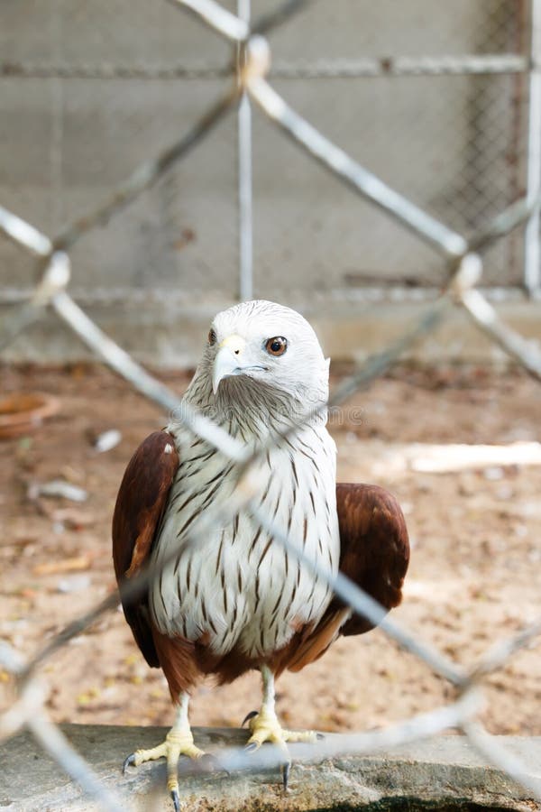 Red hawk in cage stock photo. Image of feather, animal - 91039728