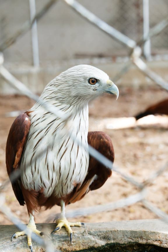 Red hawk in cage stock image. Image of eagle, animal - 91039769