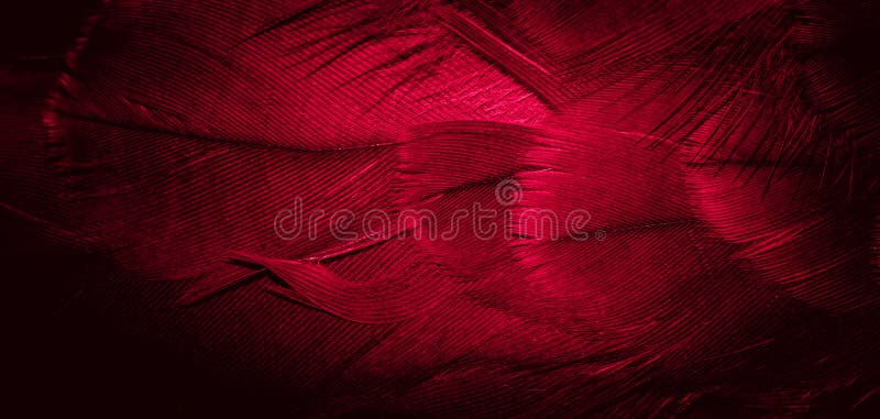 Red Hawk Feathers with Visible Detail. Background or Texture Stock ...