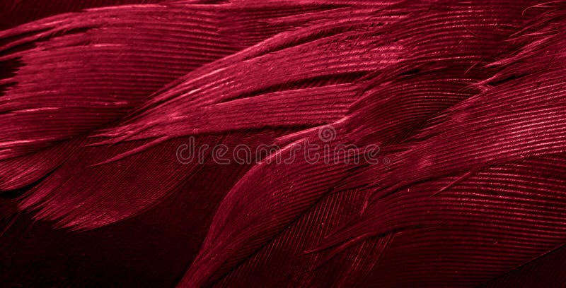 Red Hawk Feathers with Visible Detail. Background or Texture Stock ...