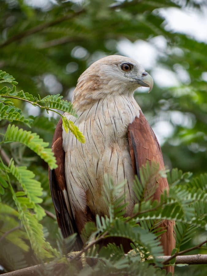 The Red Hawk Has a Reddish-brown Color Except the Head and Chest are ...