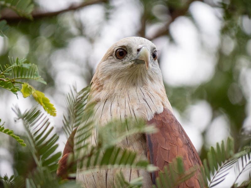 The Red Hawk Has a Reddish-brown Color Except the Head and Chest are ...