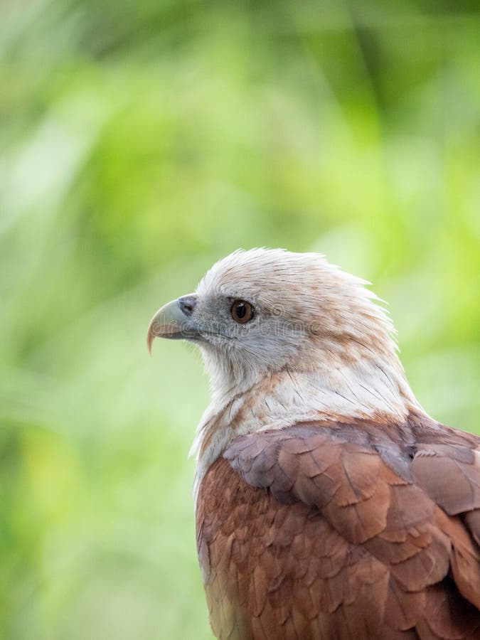 The Red Hawk Has a Reddish-brown Color Except the Head and Chest are ...
