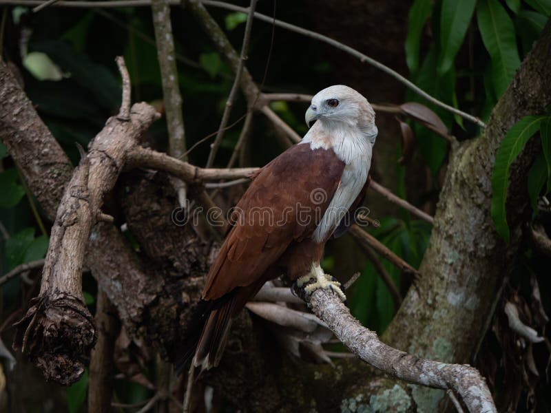 The Red Hawk Has a Reddish-brown Color Except the Head and Chest are ...