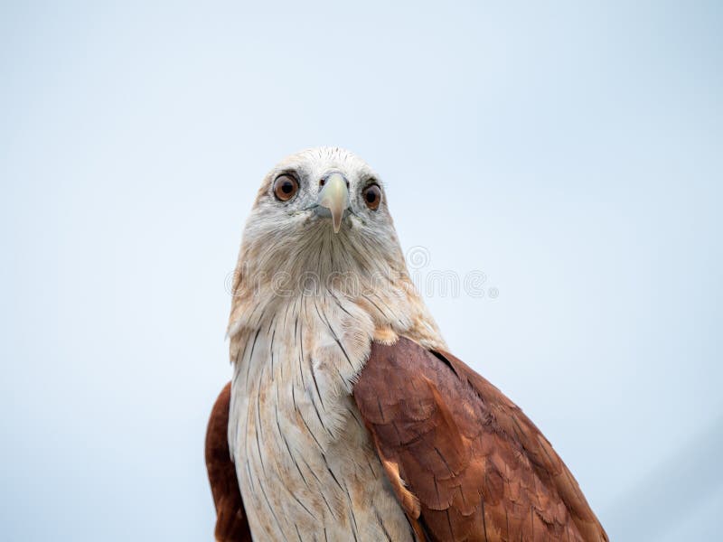 The Red Hawk Has a Reddish-brown Color Except the Head and Chest are ...