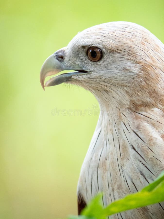 The Red Hawk Has a Reddish-brown Color Except the Head and Chest are ...