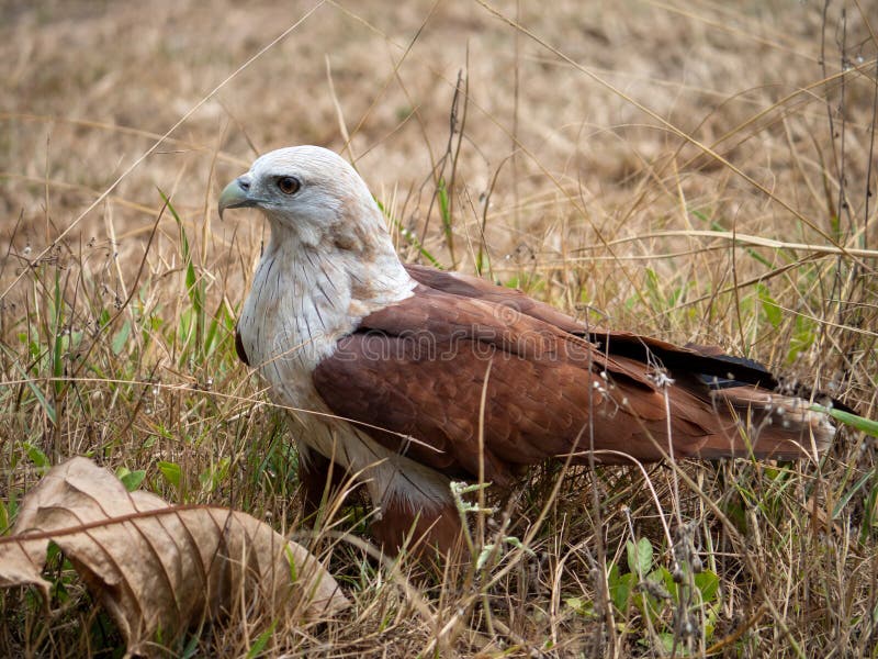 The Red Hawk Has a Reddish-brown Color Except the Head and Chest are ...