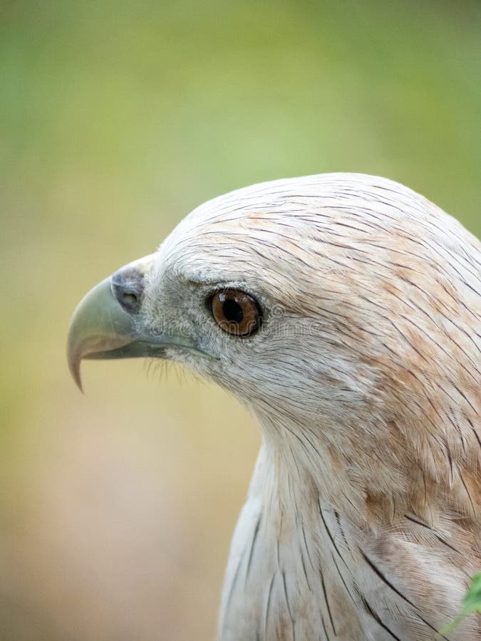 228 Red Tailed Hawk Feathers White Background Stock Photos - Free ...