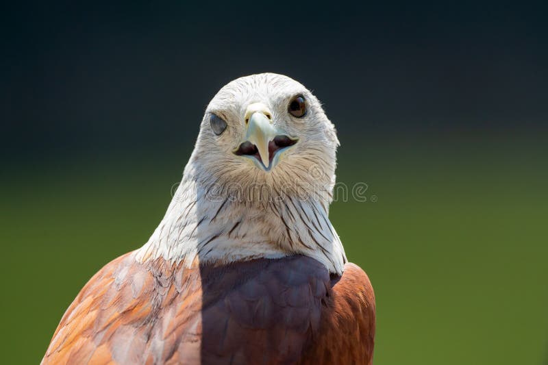Red hawk looking for prey stock image. Image of pond - 289574871