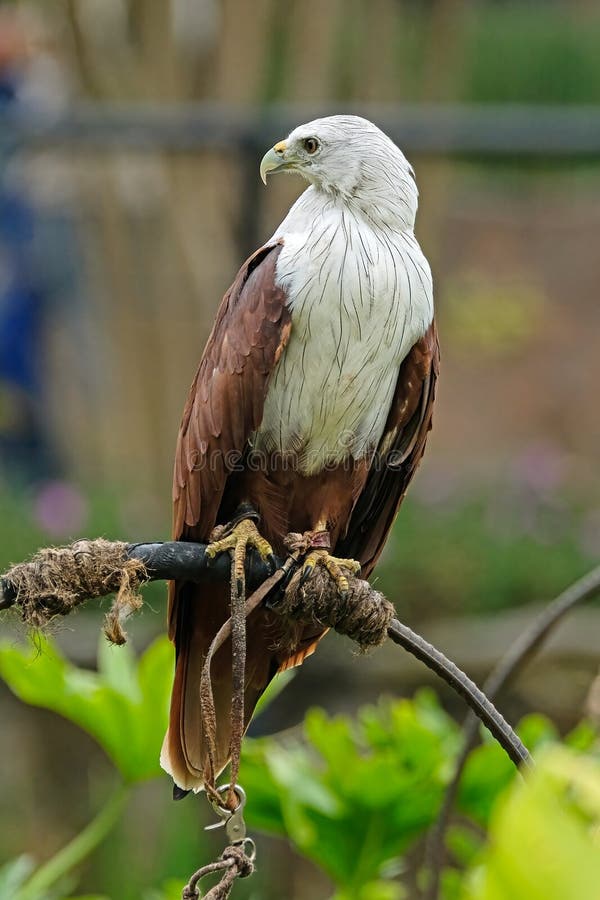 Red Hawk stock image. Image of watching, raptor, indian - 269912307
