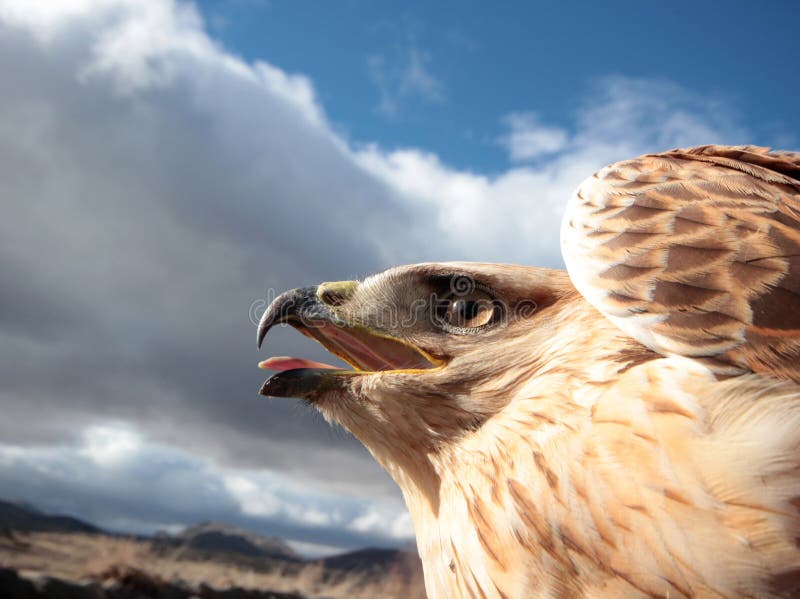 Red hawk stock photo. Image of color, hawk, activity - 189084666
