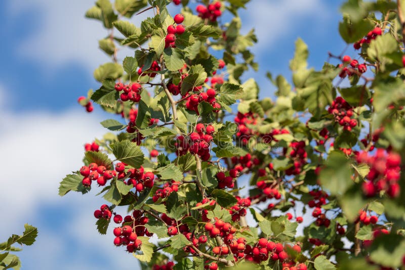 Red Hawthorn Berries on the Branches of a Tree Stock Image - Image of ...