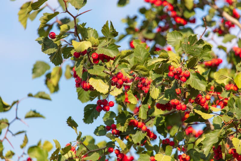 Red Hawthorn Berries on the Branches of a Tree Stock Photo - Image of ...