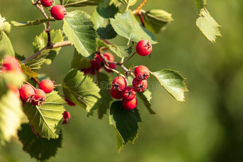 Red Hawthorn Berries on the Branches of a Tree Stock Photo - Image of ...