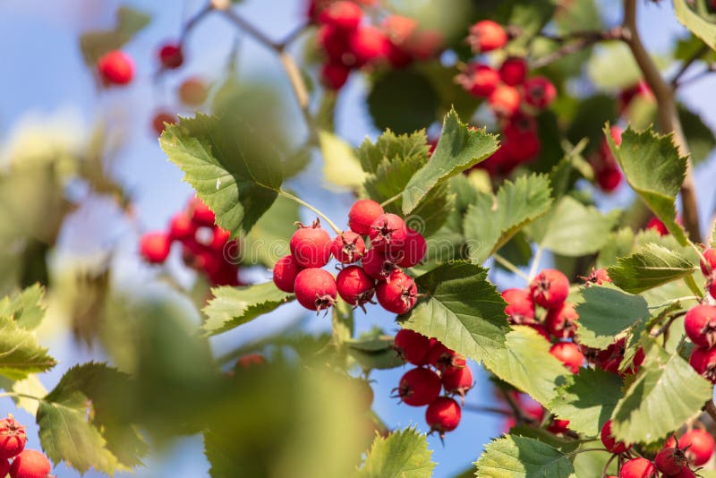 Red Hawthorn Berries on the Branches of a Tree Stock Photo - Image of ...
